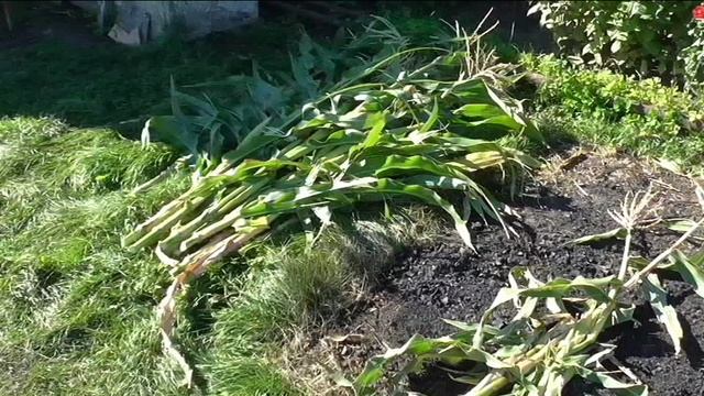 Урожайность сортов кукурузы