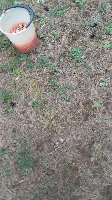 Вот такие маслята