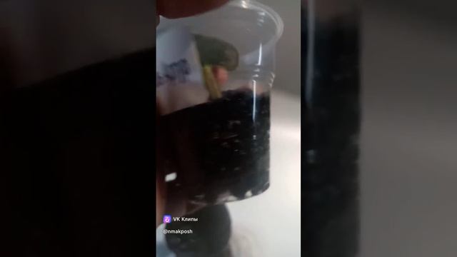 домашние растения