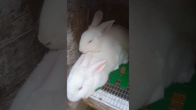 Подкармливаю несушек тыквой. Случка кроликов.