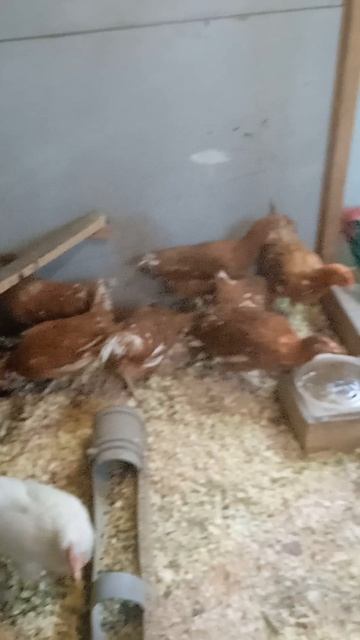 пополнение в хозяйстве  несушки Ломан Браун