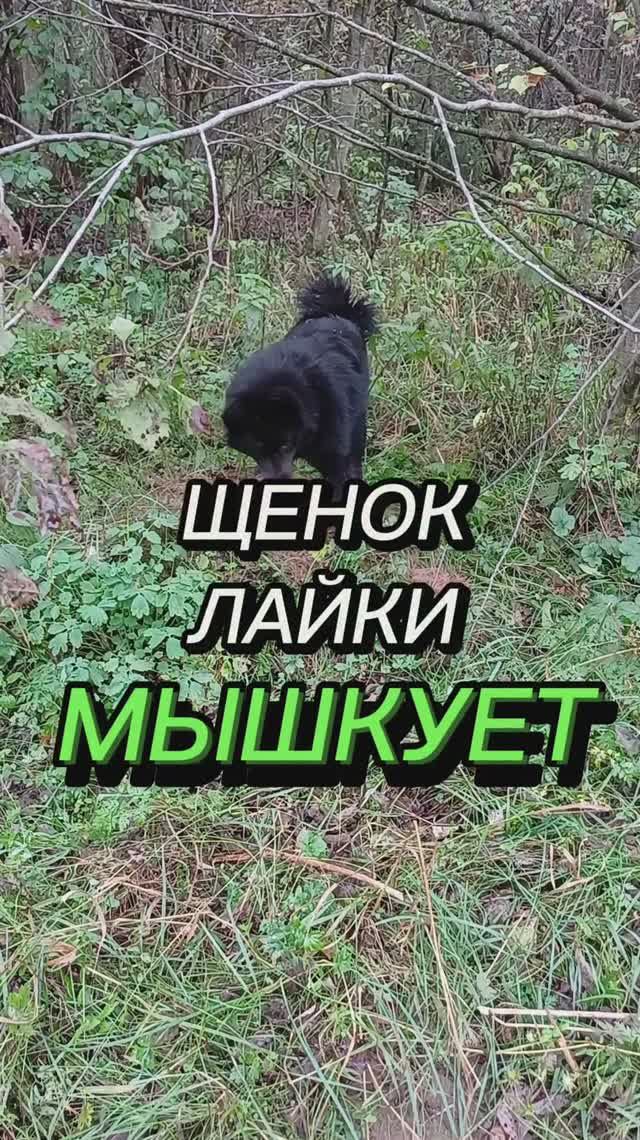 Русско-европейская лайка мышкует 🐕👍