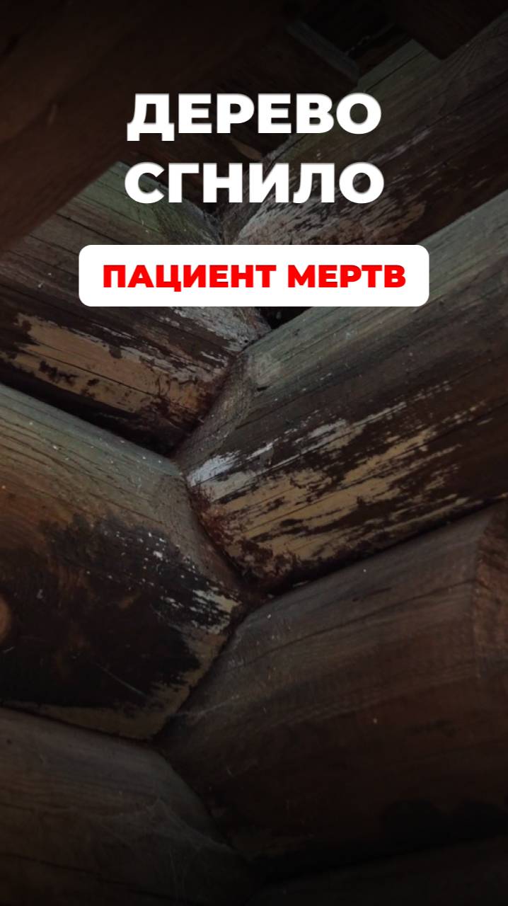 ВОТ КАК ГНИЮТ ДЕРЕВЯННЫЕ ДОМА #shorts