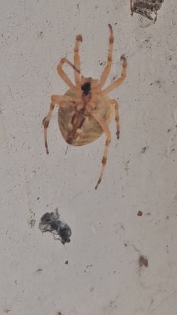 Огромный паук поймал муху