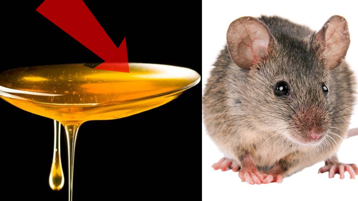 Как избавиться от мышей За 03 Секунды.!!.!!!.!!.