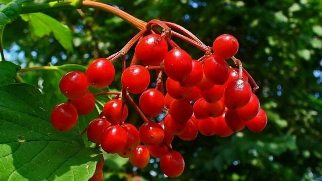 Калина понижает давление!