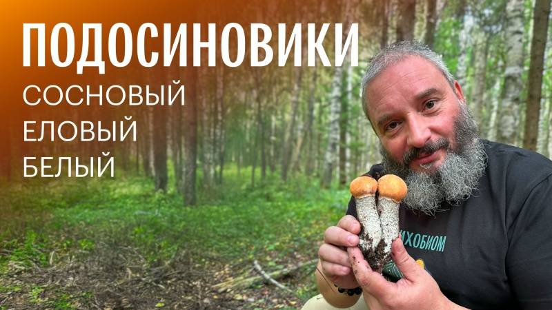Для новичков. Подосиновики. Михаил Вишневский