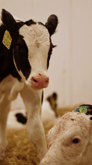 👀Перед выходными хочется поделиться интересным наблюдением. Знаете, телята - удивительные создания.