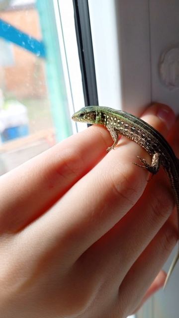 Ящерка на отдыхе!