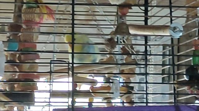 #ввп_чехи_попугаи на карусели 19.09/25 #волнистыйпопугай