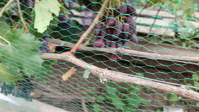 г.ф. Перцовый красный Калугина В.М. на 19.09.2025 года