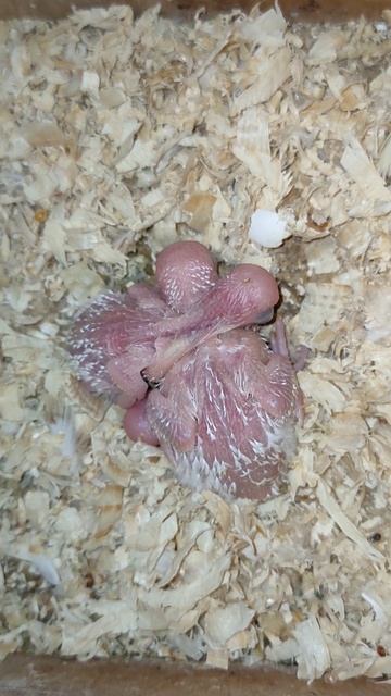 #птенцы_попугая #птенцы_в_гнезде 19/09/25 #волнистыйпопугай