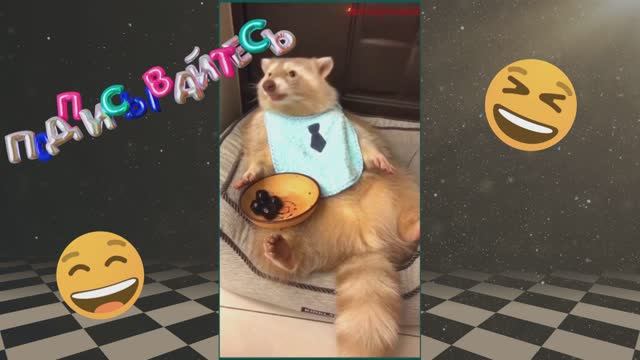 Я РЖАЛ ДО СЛЕЗ 😂 ОТБОРНЫе ПРИКОЛы, Смешные видео - Лучшие ПРИКОЛЫ #11