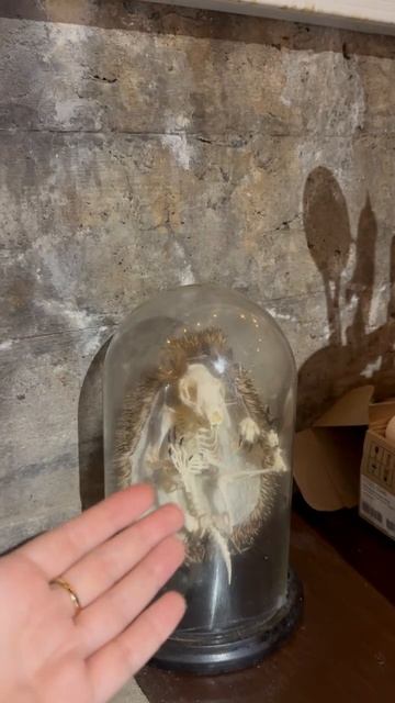 Когда не купил билет на ШОУ «Сказки ЯГИ на НОЧЬ» Ежик так хотел прийти на Шоу но не успел!