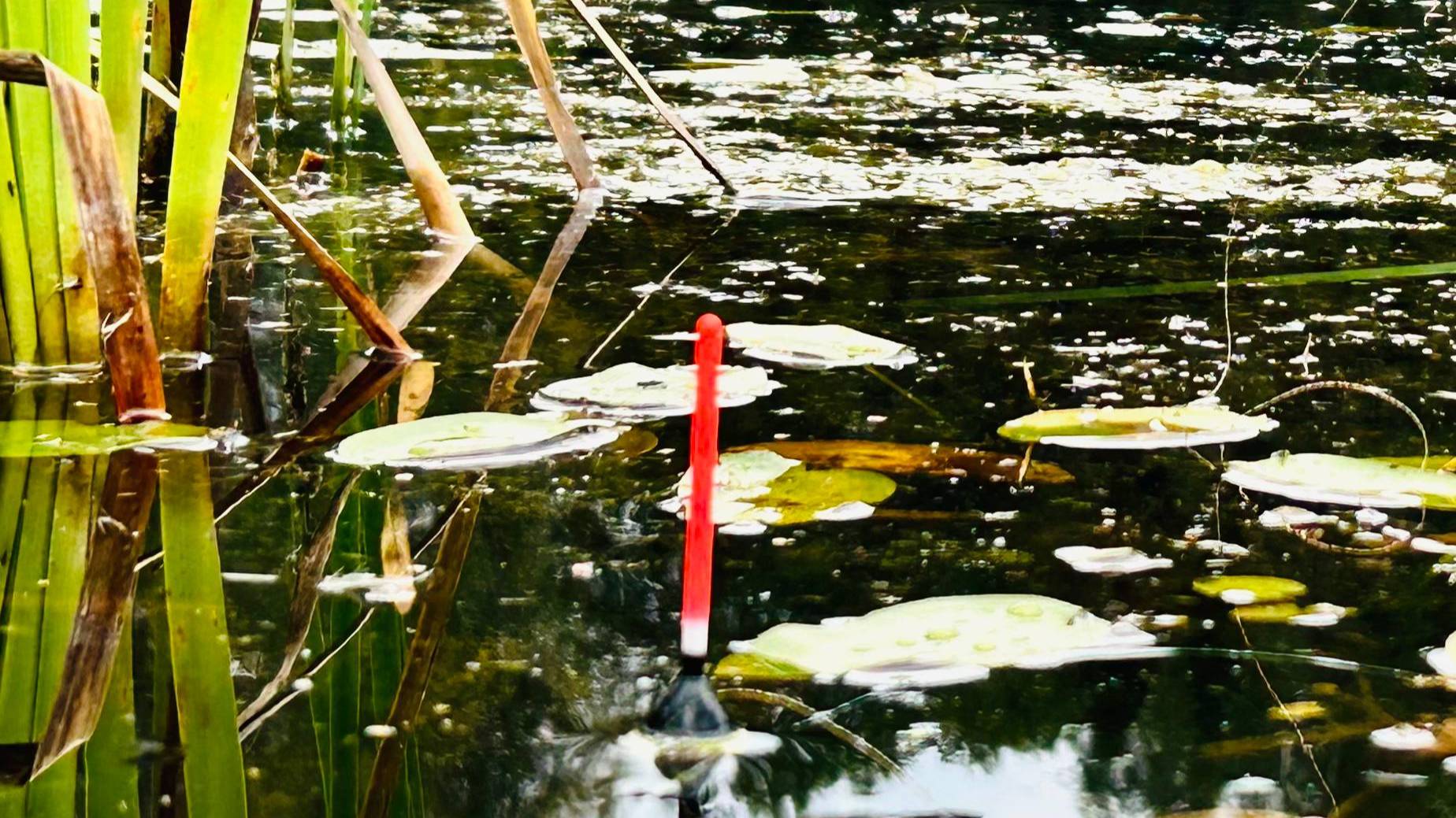 ВЕЧЕРНЯЯ РЫБАЛКА НА КАРАСЯ!! ИЗУЧАЕМ НОВЫЙ ПРУД! РЫБАЛКА НА ПОПЛАВОК в СЕНТЯБРЕ!!