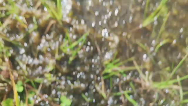 Чернобыль смешно или нет рыжий лес