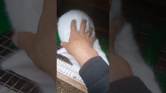 Кролики породы Белый Паннон