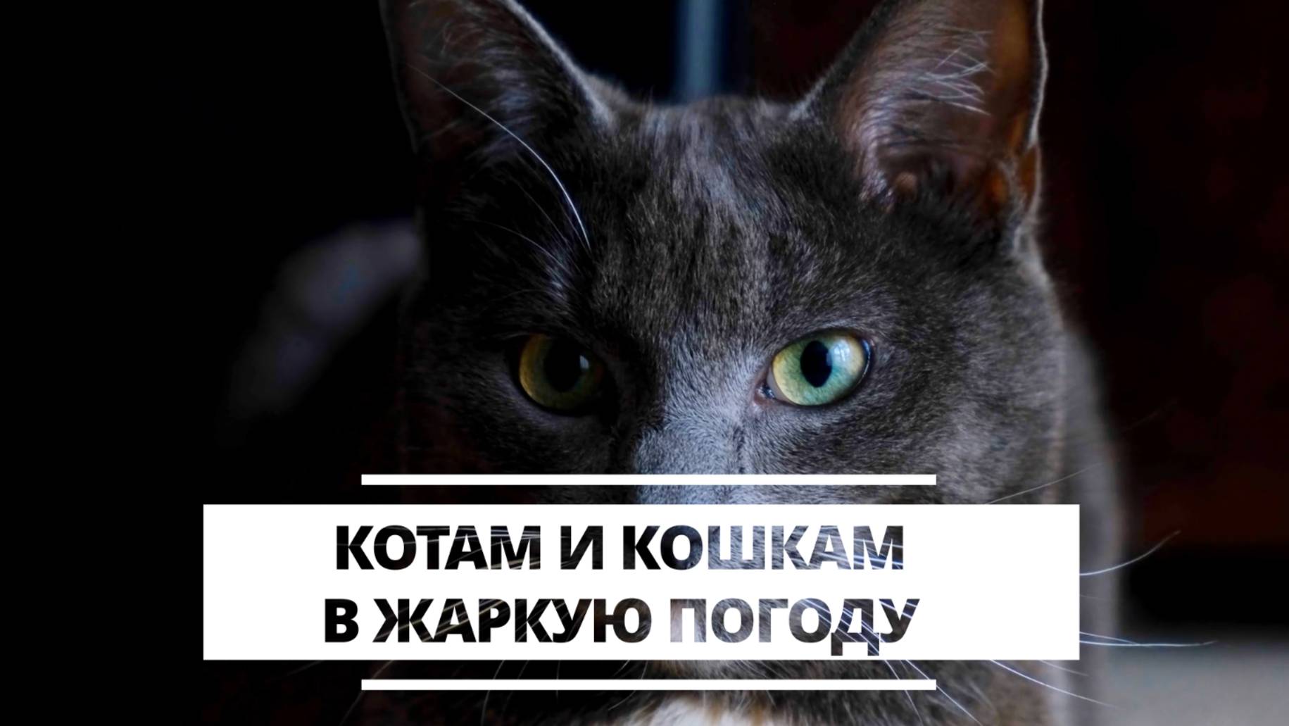 Котам в жару. Полезные советы.