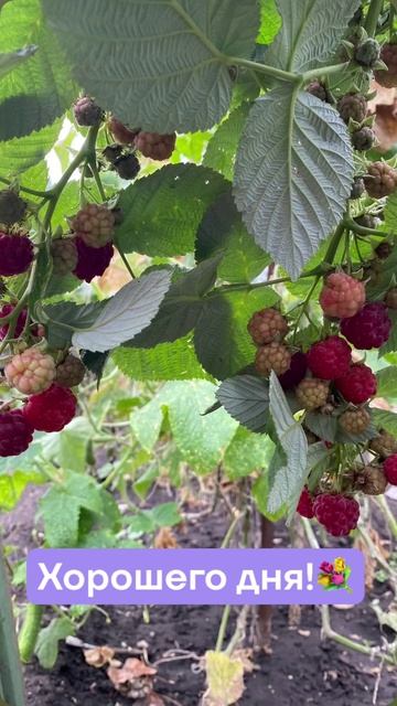 Прекрасные моменты уходящего лета!