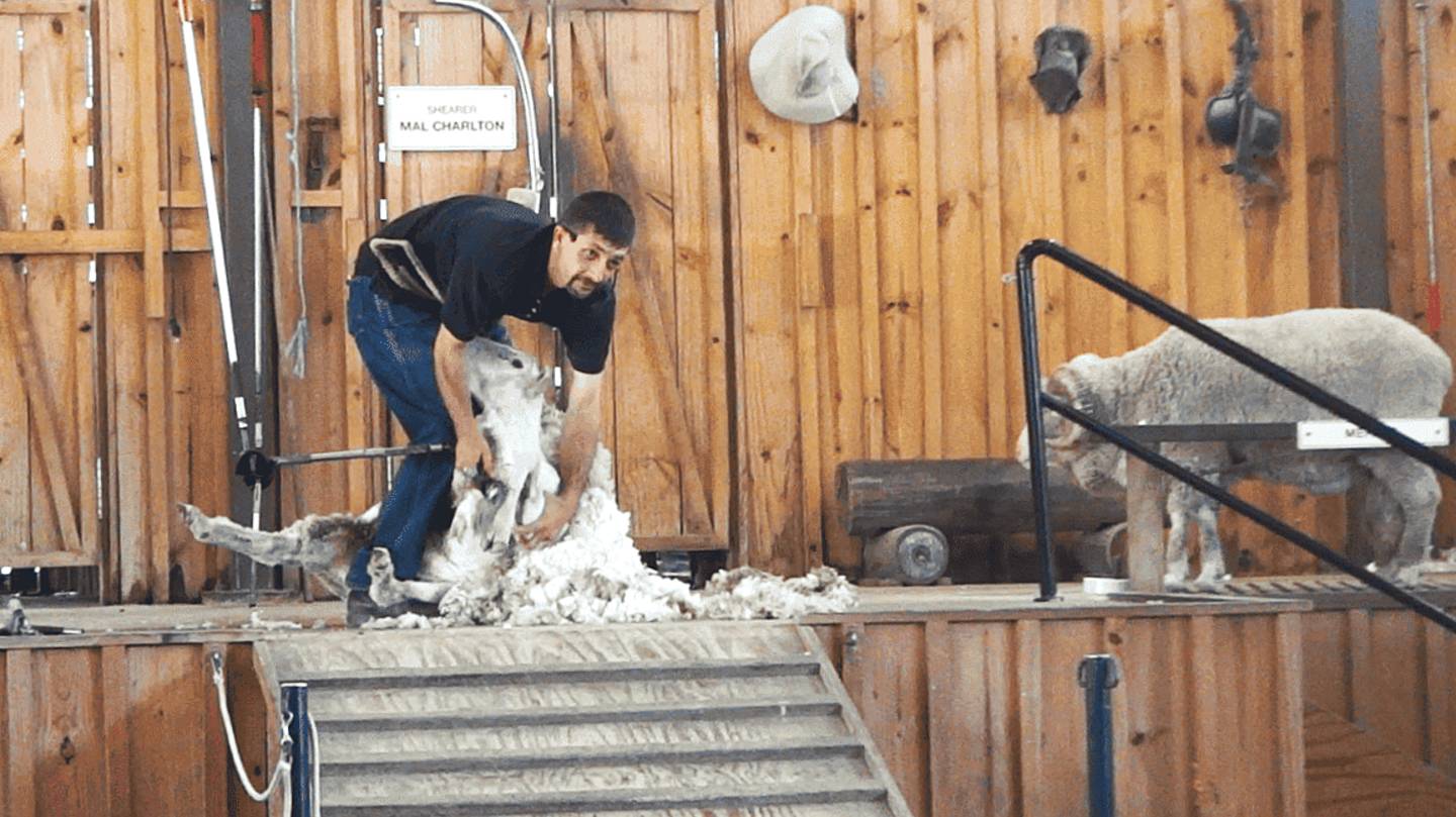 Австралия. Стрижка овцы на австралийской ферме. Шоу для туристов и востребованная  профессия.