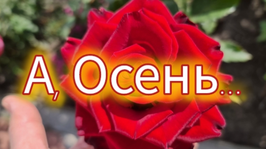 Краски Осени. Осенние цветы. Садовые радости. Стихи Ирины Расшиваловой "А, Осень... "
