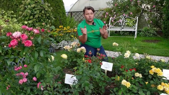 Уход за многолетниками в сентябре.