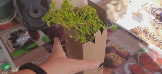 посадили можжевельник/ /собираем урожай/ /осень 2025г //