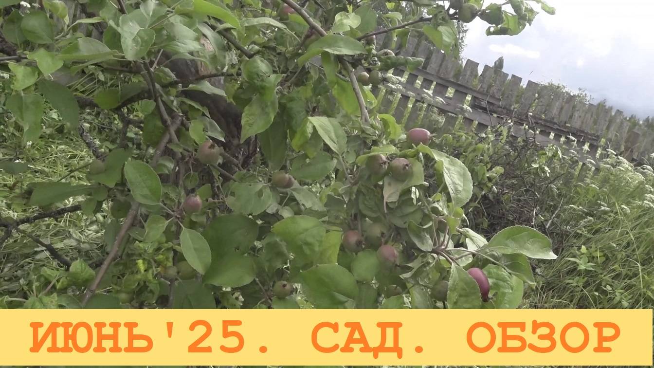 2025 Июнь. Обход и обзор сада в деревне.