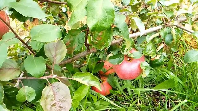 Сибирская аномалия, этого не должно быть.