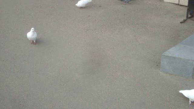 БЕЛЫЕ ГОЛУБИ