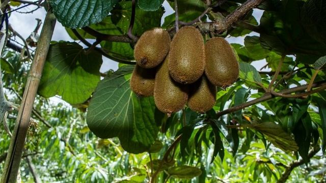 Киви польза и вред!