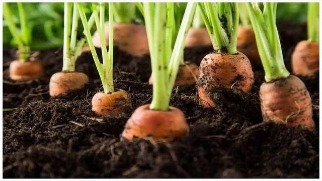 Фрукты, овощи, ягоды