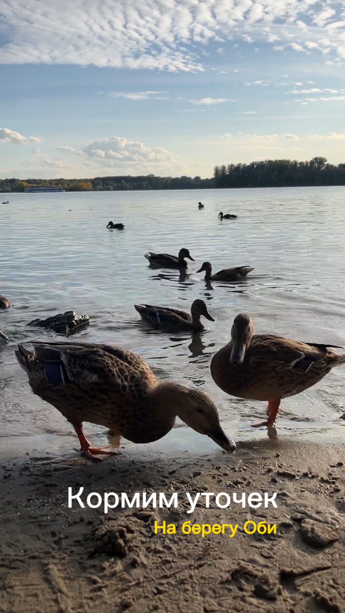 Кормим уточек на берегу Оби 🦆