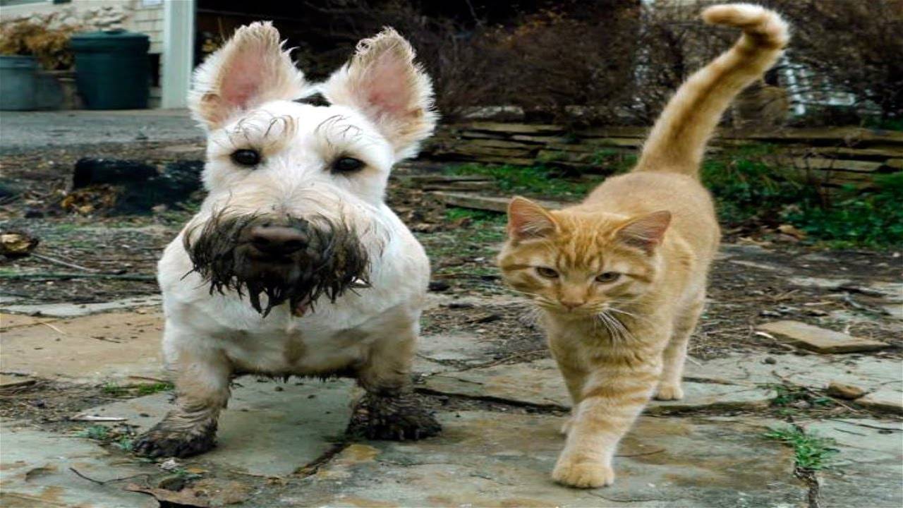 ПРИКОЛЫ С ЖИВОТНЫМИ ДО СЛЕЗ #208 Смешные КОТЫ И СОБАКИ  Приколы