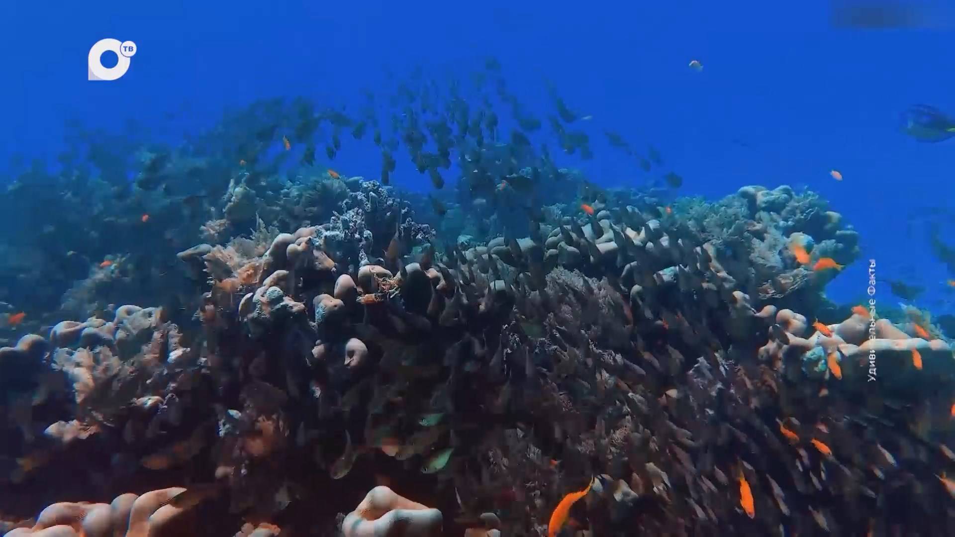 Морская / Мир и планета диатомовых водорослей / 18.09.25