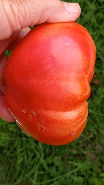 Сорта томатов Никоновские, Адонис