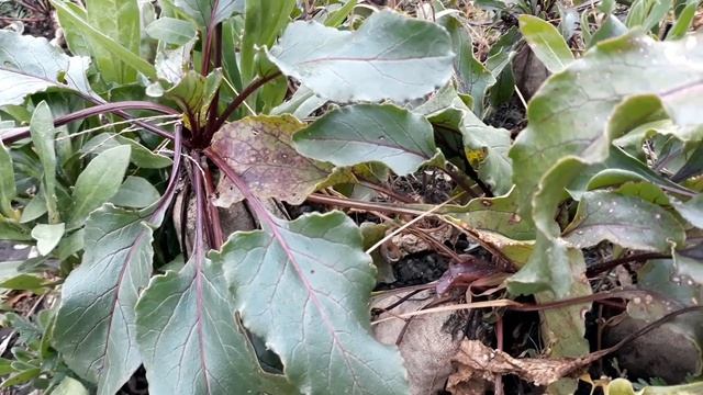 Свекла. Сорт ЦИЛИНДРА. Такого урожая у меня еще не было!