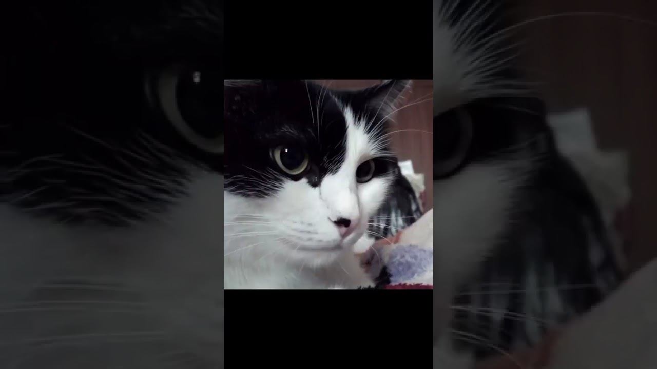 ТОП-9 оживлённых фото с помощью Алисы