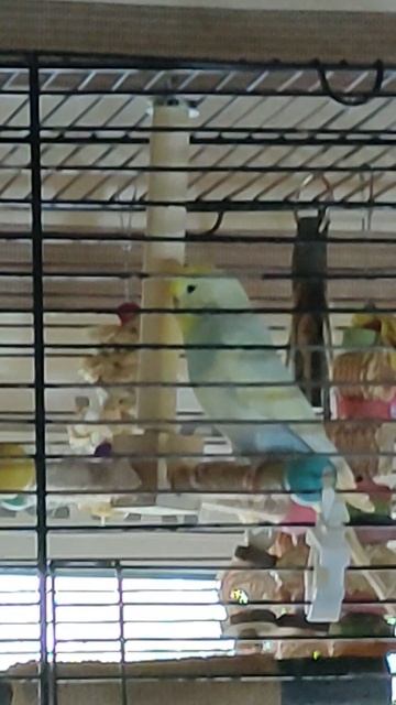 #попугаи на карусели 19/09/25 #ввп_чехи_попугаи