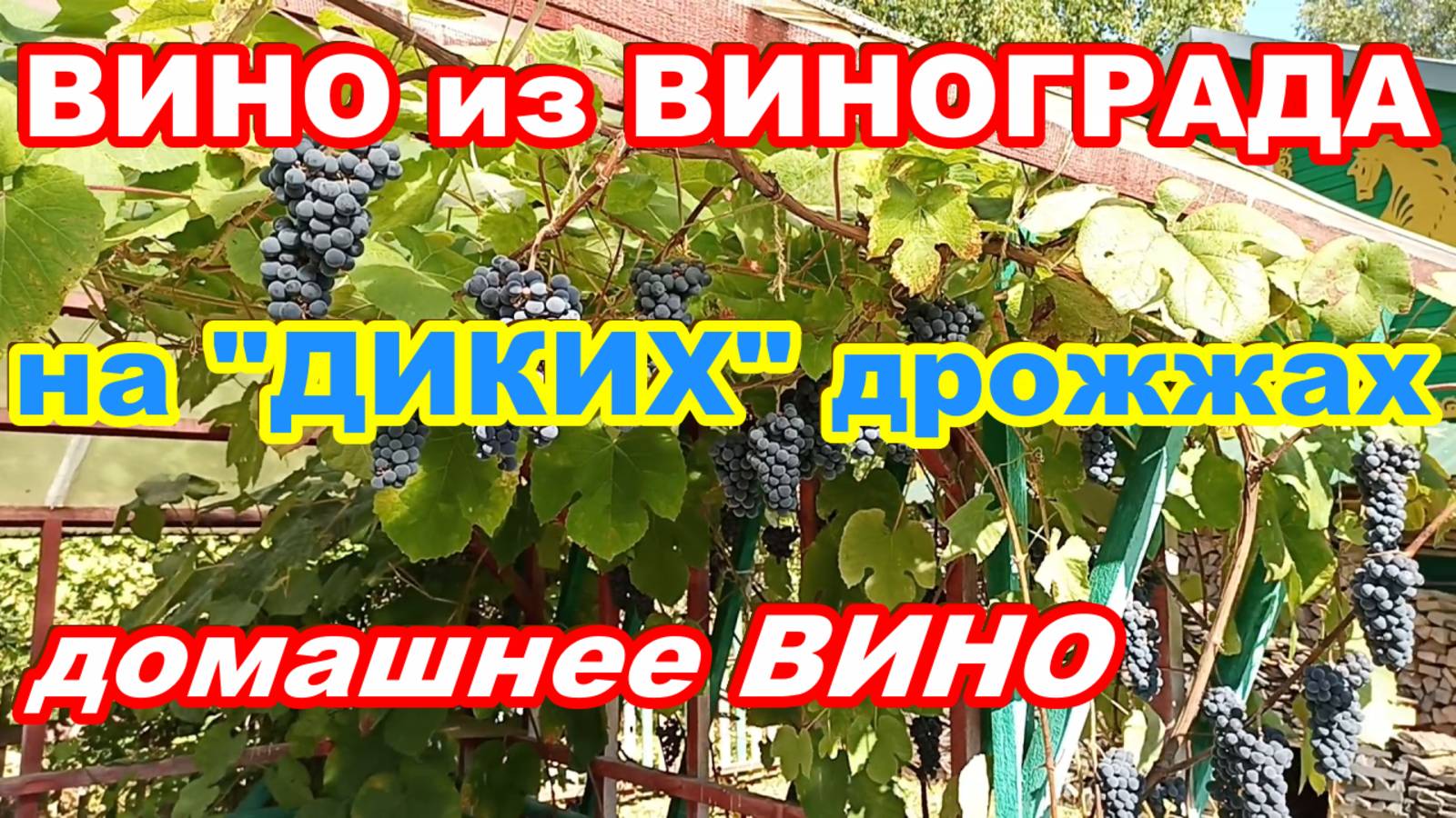 ВИНО из ВИНОГРАДА на "ДИКИХ" ДРОЖЖАХ ! ДОМАШНЕЕ ВИНО !