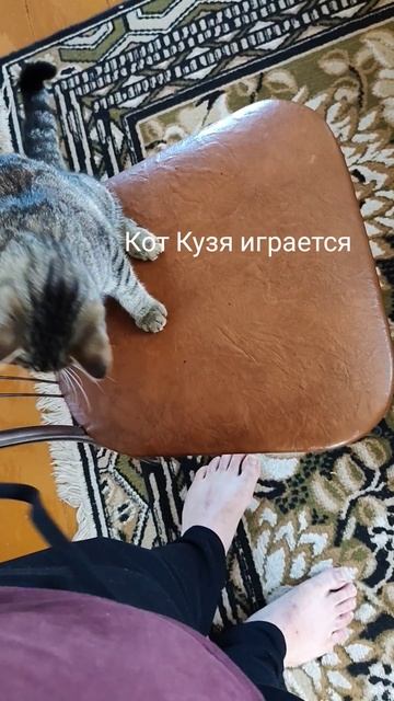 Кот играется со шнурком