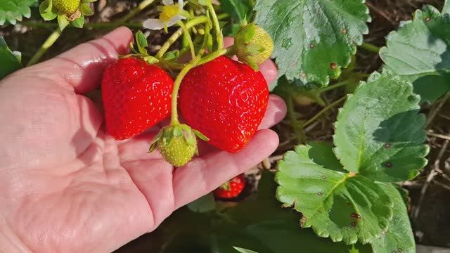 Чищу цветник/Купила гортензии и Мурано/Обзор огорода/Посеяла сидераты