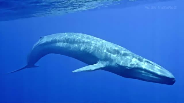 На каком расстоянии могут слышать друг друга Синие киты (Blue whale) — Balaenoptera musculus ?