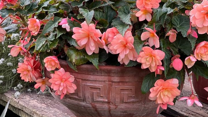 Как сохранить Бегонию зимой! ЧЕРЕНКОВАНИЕ часть 1