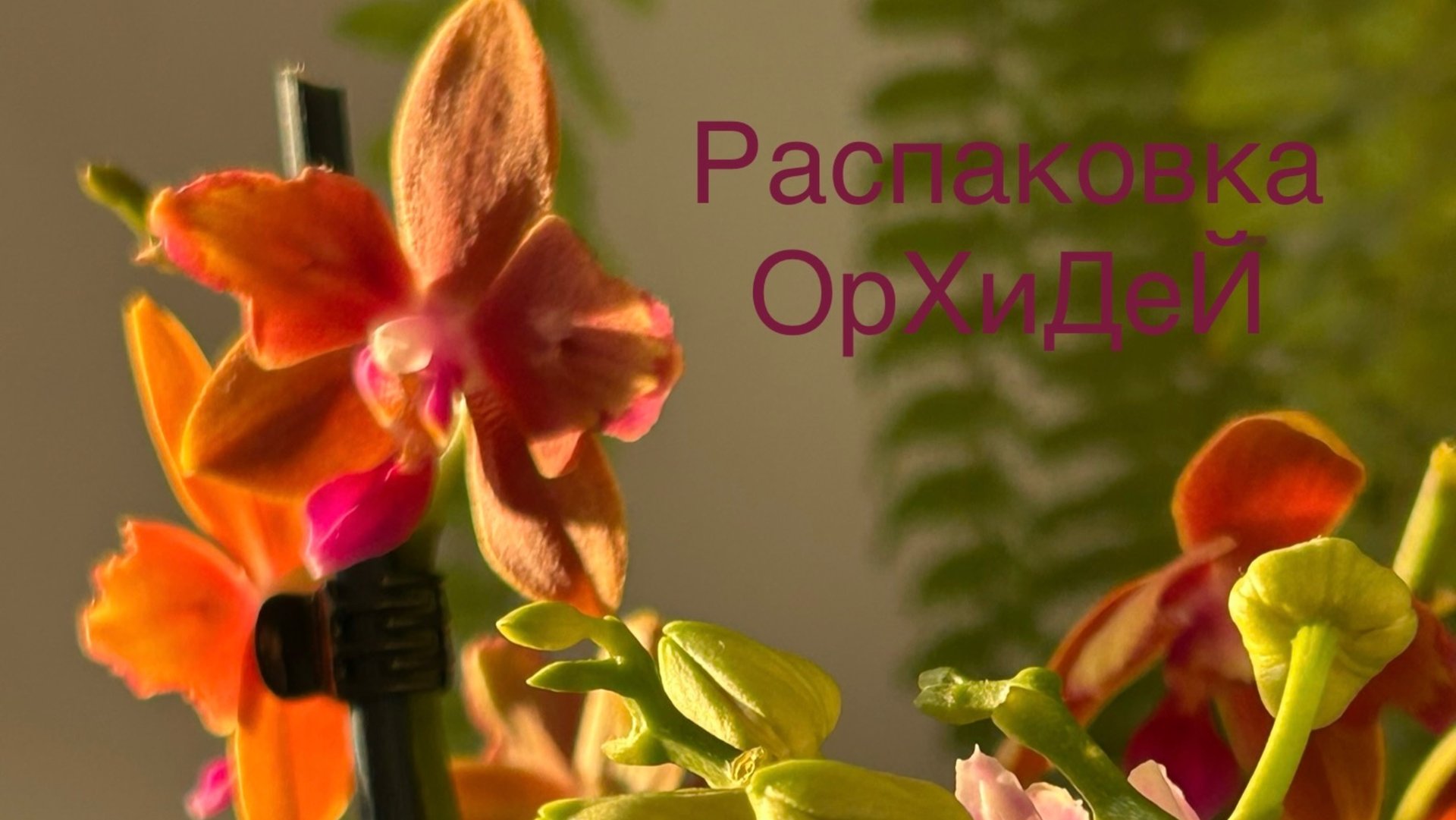 Обзор ПОКУПОК с ОрХиДиУмА ✨