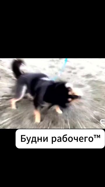 Когда начальник смотрит на тебя