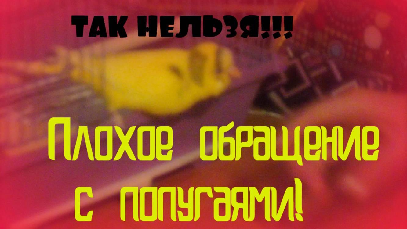 ТАК НЕЛЬЗЯ ОБРАЩАТЬСЯ с попугаями!!! Как нельзя обращаться с попугаями ! Пример плохого обращения!