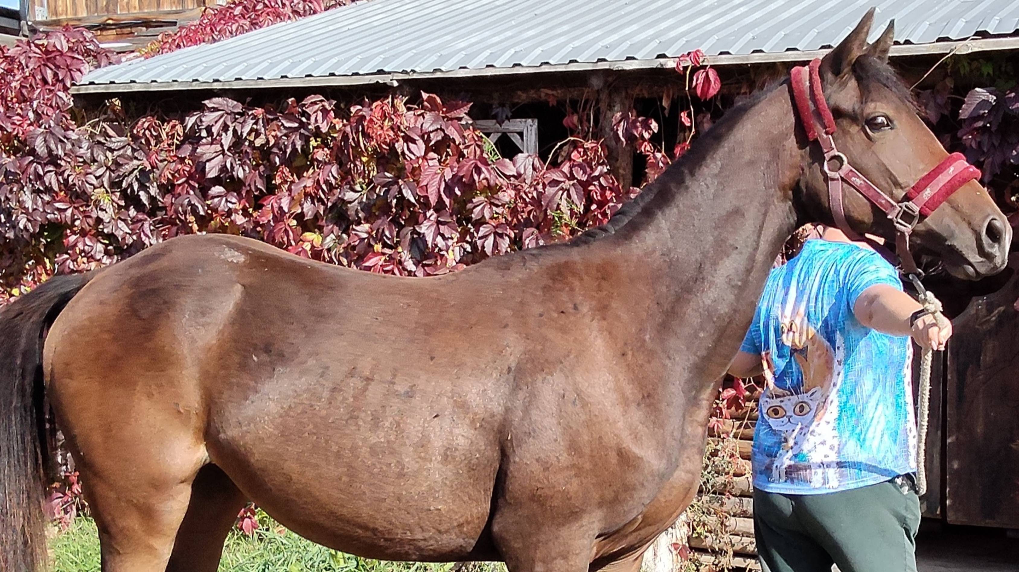 Биг Хоуп ( Хьюго Биг Босс хх - Овация трк-дон.)