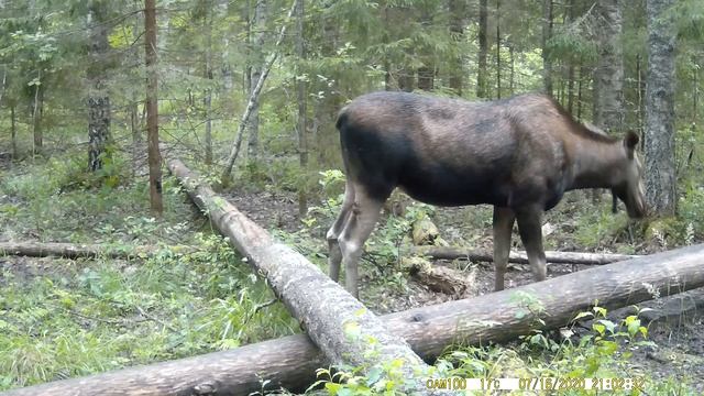 Лосиха на солонце для лося эпизод №4