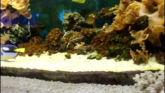 Зоопарк в Екатеринбурге Слон Тигрёнок Тигр Медведь что посмотреть в Екатеренбурге Свердловске